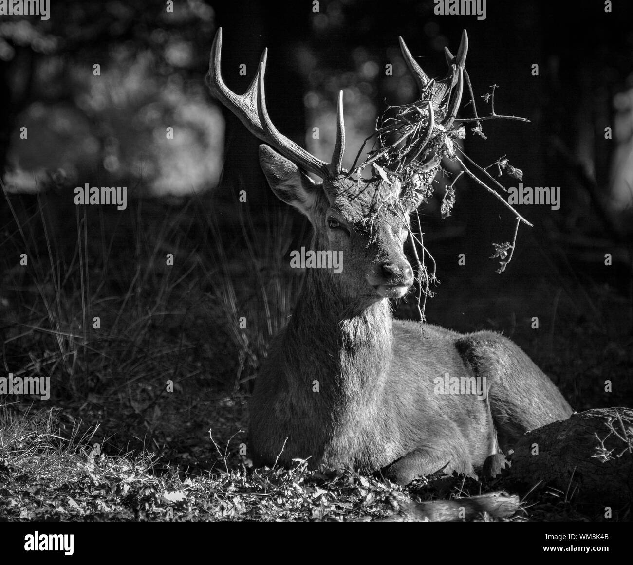 Dead tree branch hi-res stock photography and images - Alamy