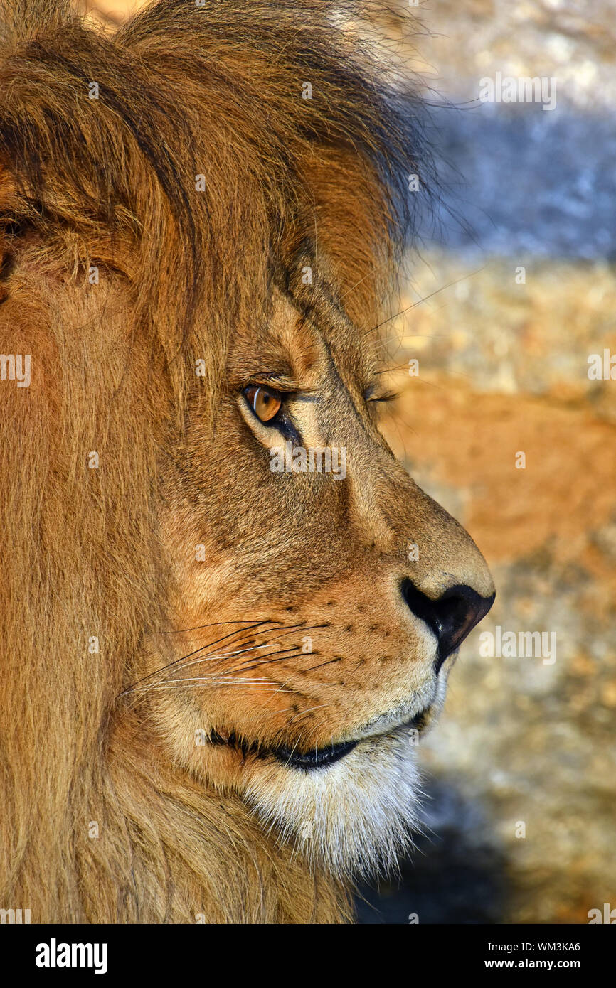 Lion lion profile hi-res stock photography and images - Alamy