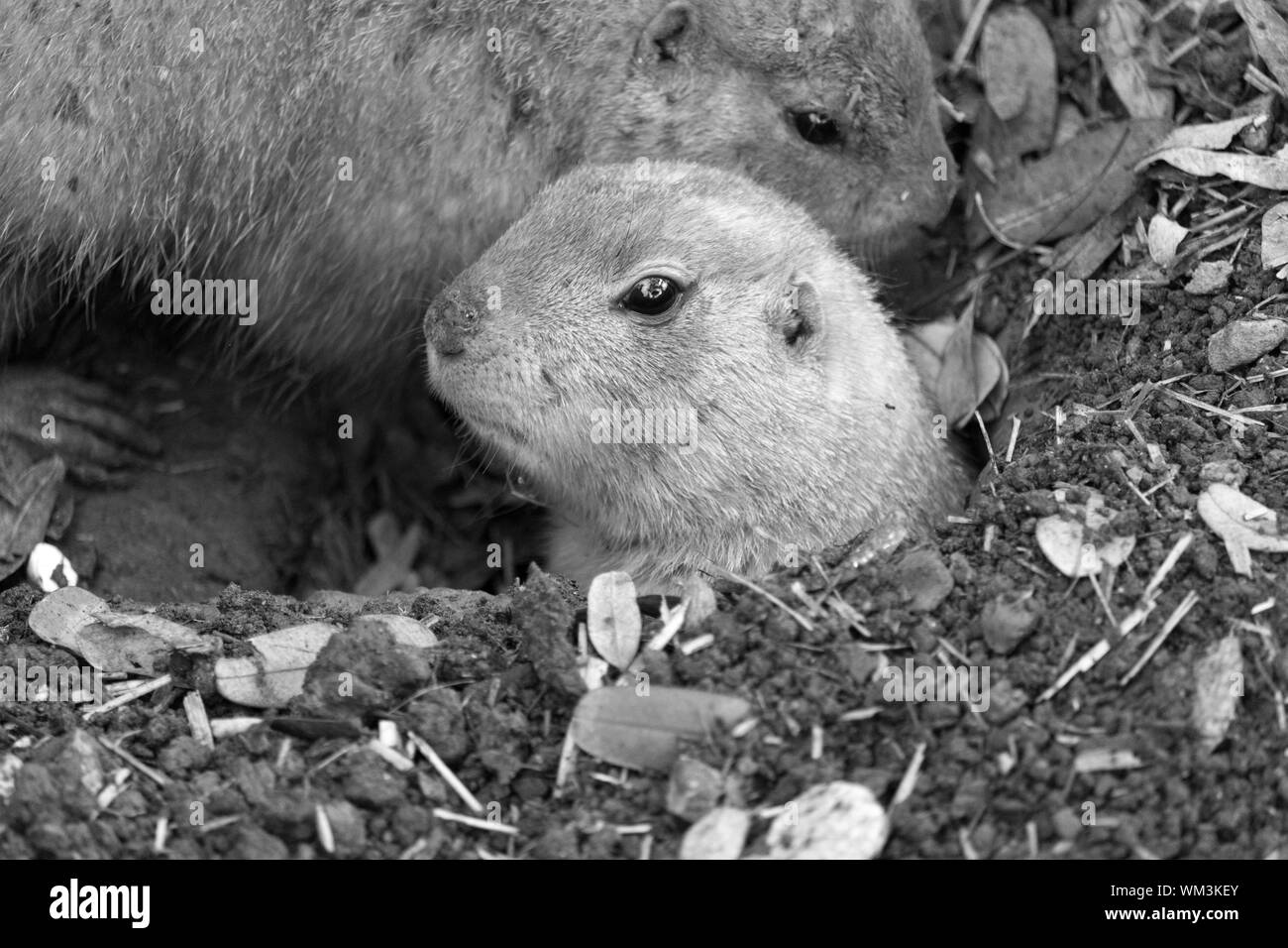 Prairie dogs in burrow hi-res stock photography and images - Alamy