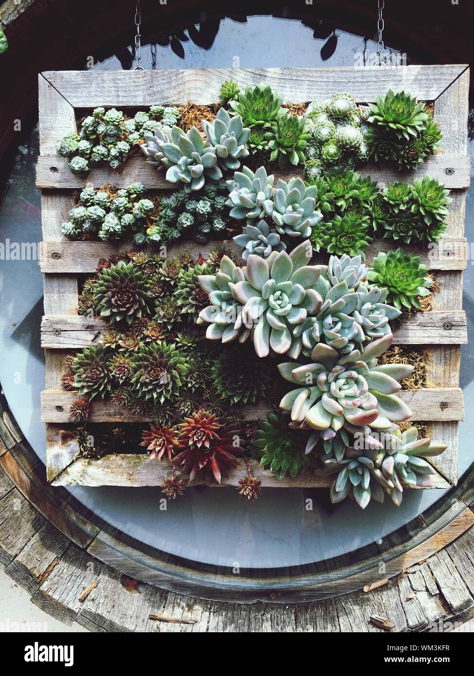 Very Rustic Plants High Resolution Stock Photography and Images - Alamy