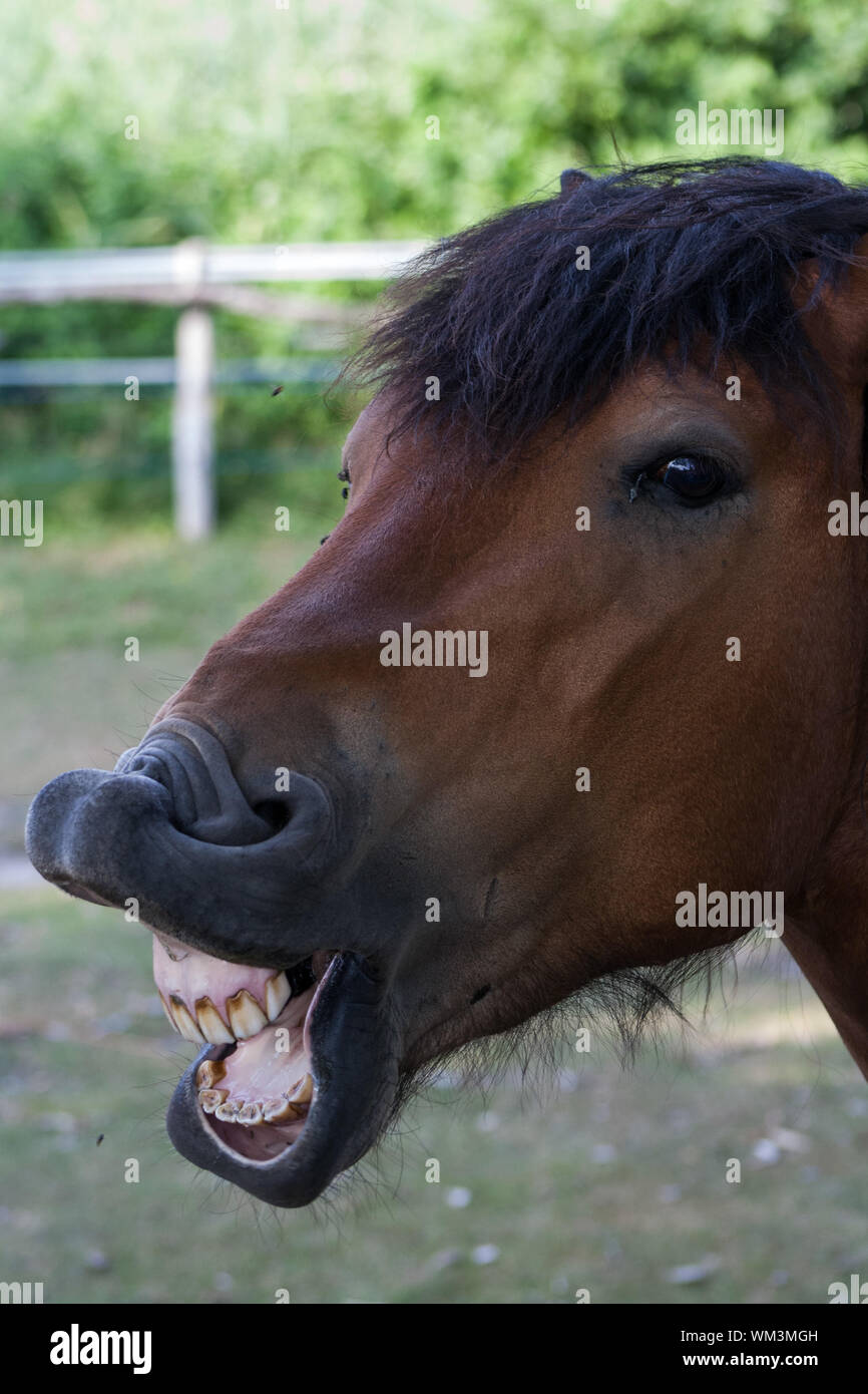 Horse neighing hi-res stock photography and images - Alamy