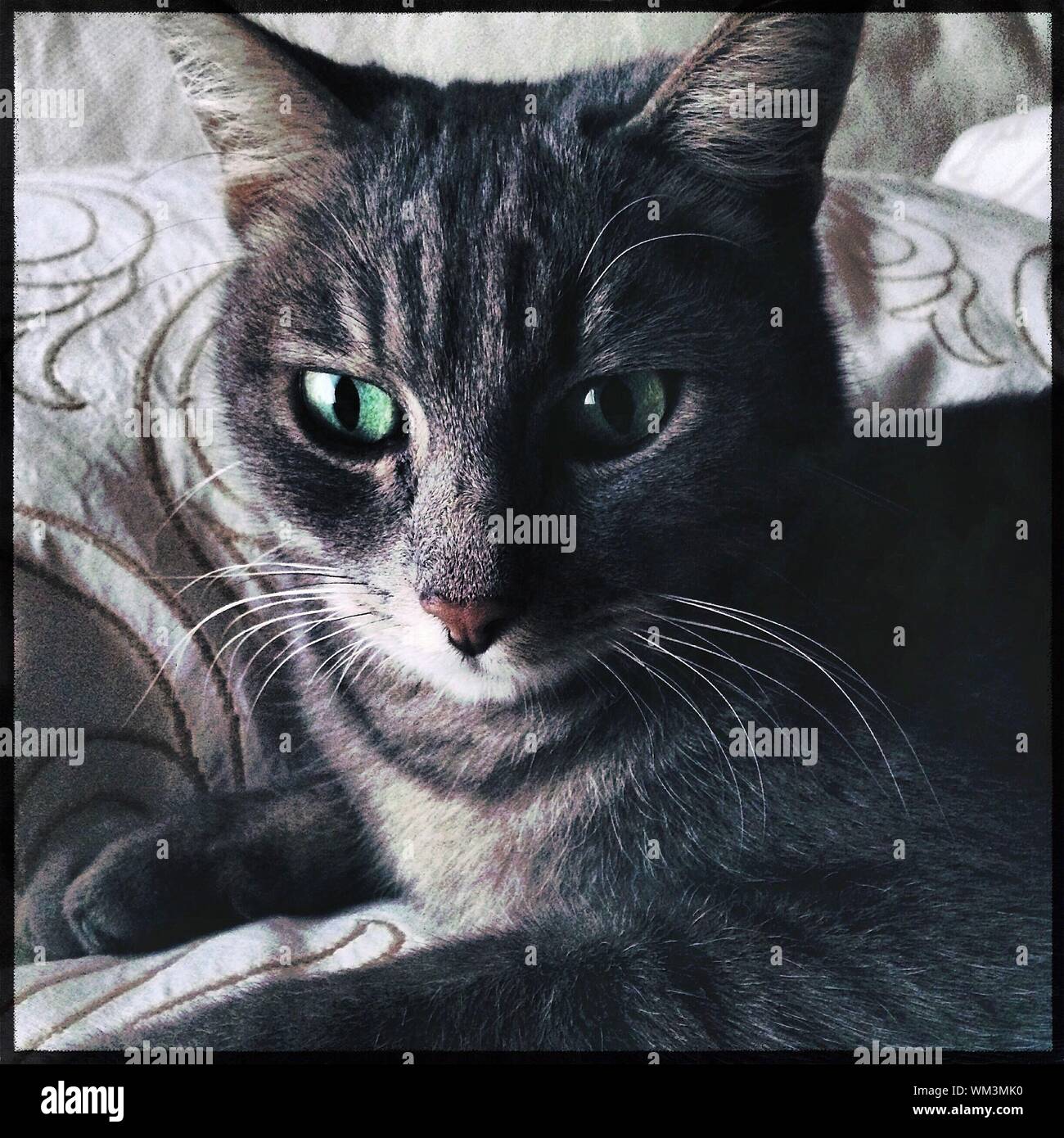 Chartreux cat portrait hi-res stock photography and images - Alamy
