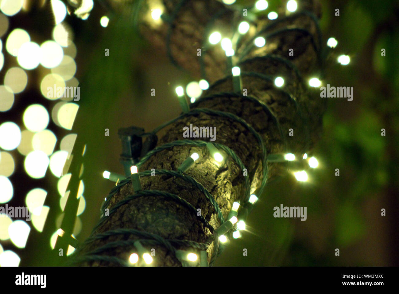 Christmas lights tree trunk hi-res stock photography and images - Alamy