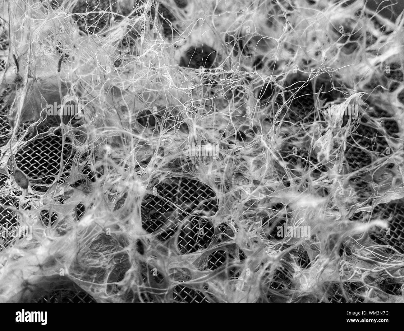 Metal strings hi-res stock photography and images - Alamy