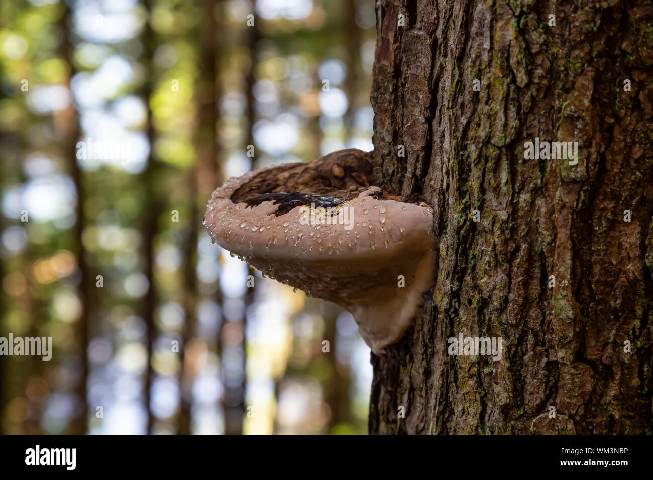 Tree Fungus growing in a forest on the Pacific Ocean Coast during a ...