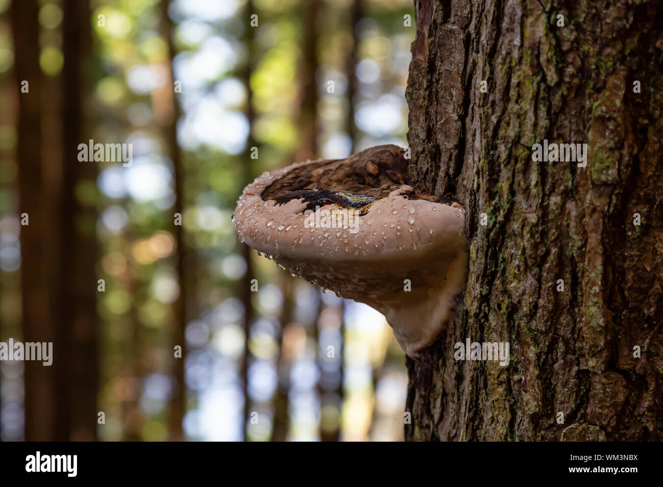 Shelf fungus british columbia hi-res stock photography and images - Alamy