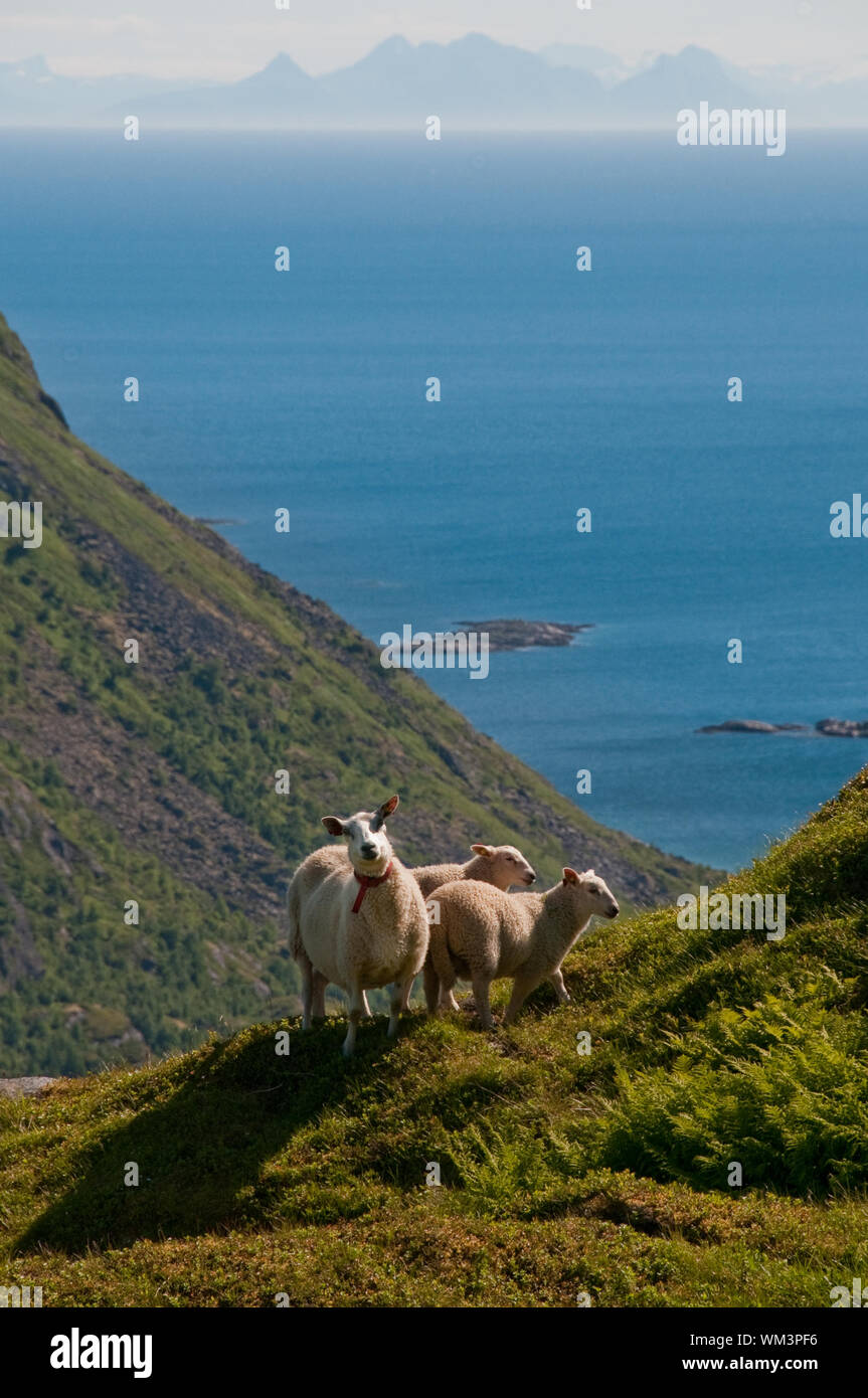 Sheep sea hi-res stock photography and images - Alamy