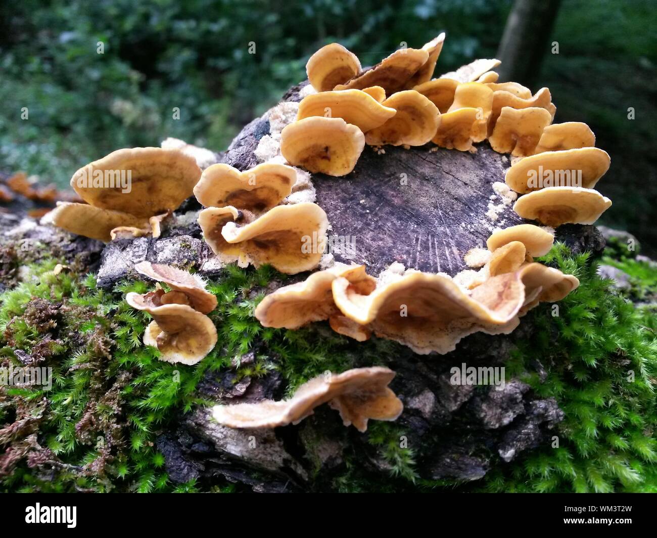 Fungus on tree stump hi-res stock photography and images - Alamy