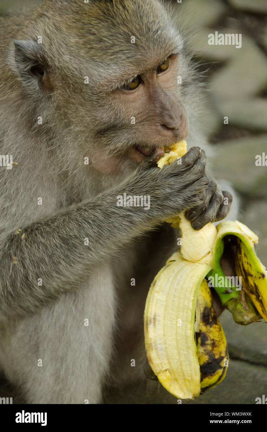 Primate eating fruit hi-res stock photography and images - Alamy