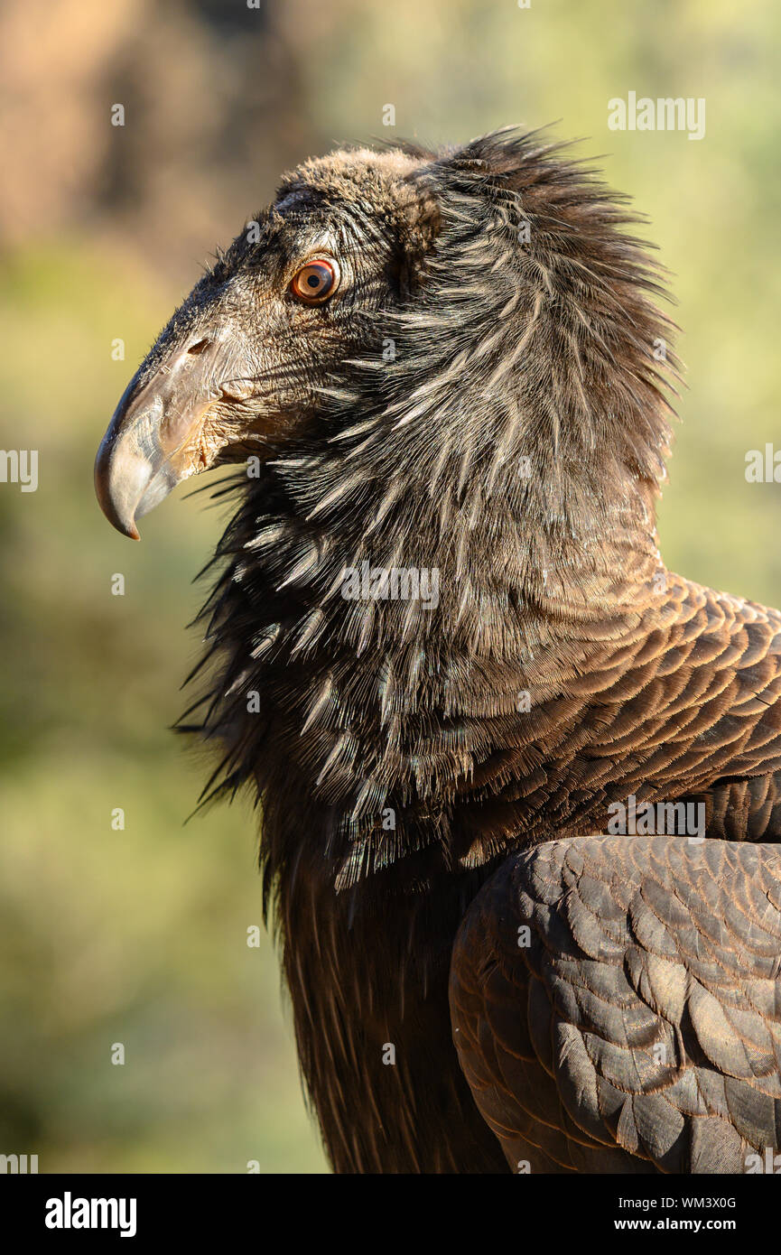 Pinnacles national park condor hi-res stock photography and images - Alamy
