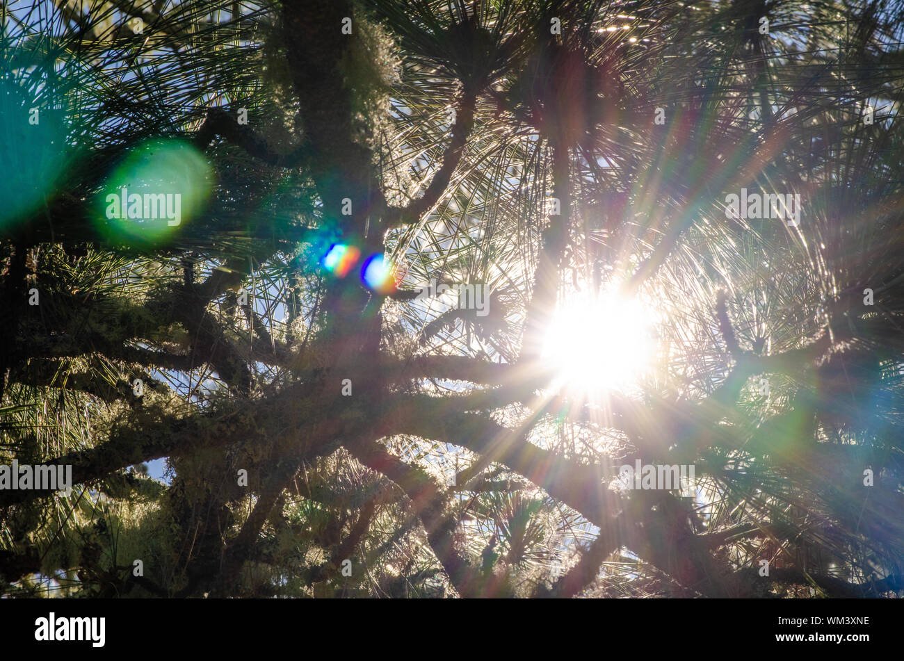 Lens flare tree hi-res stock photography and images - Alamy