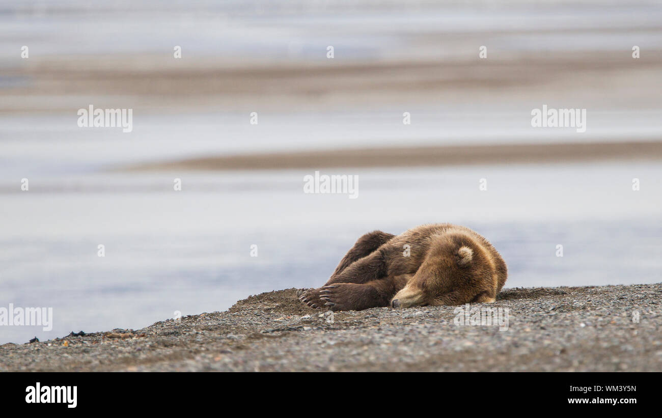 Resting grizzly bear hi-res stock photography and images - Alamy
