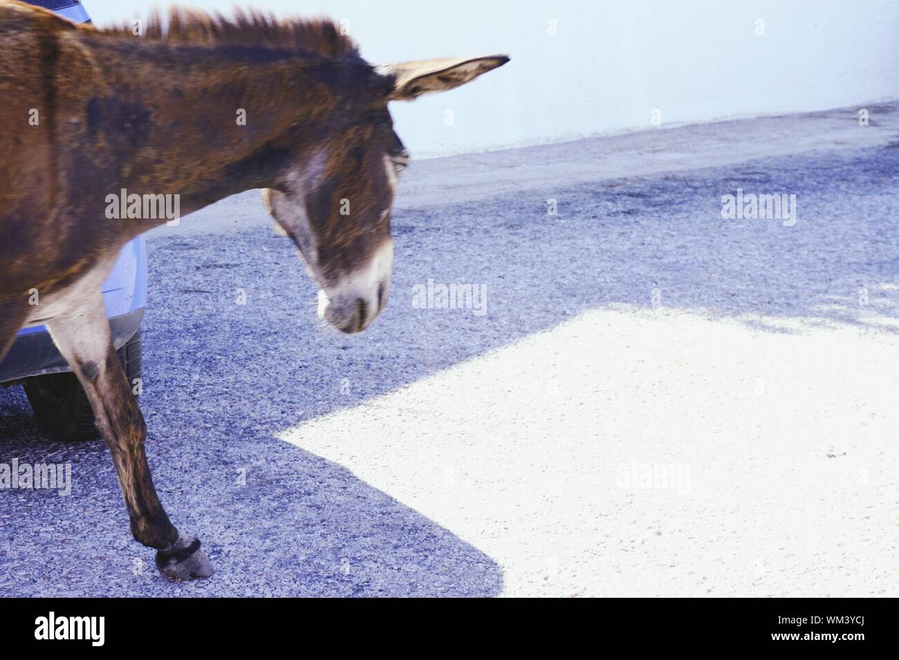 Donkey Walking On Road High Resolution Stock Photography and Images - Alamy