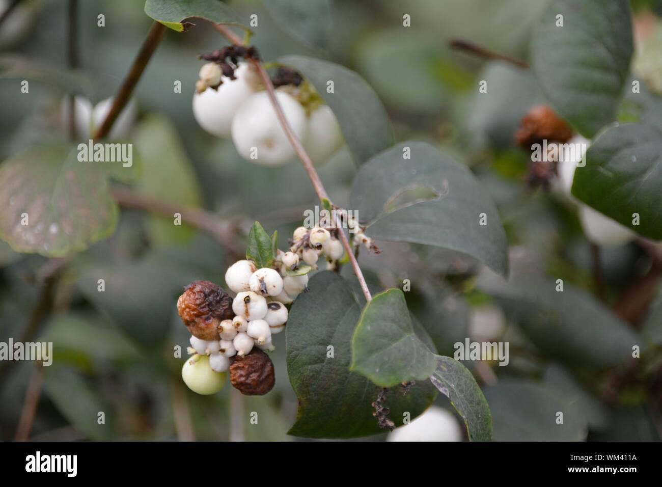 Rotten berry hi-res stock photography and images - Alamy