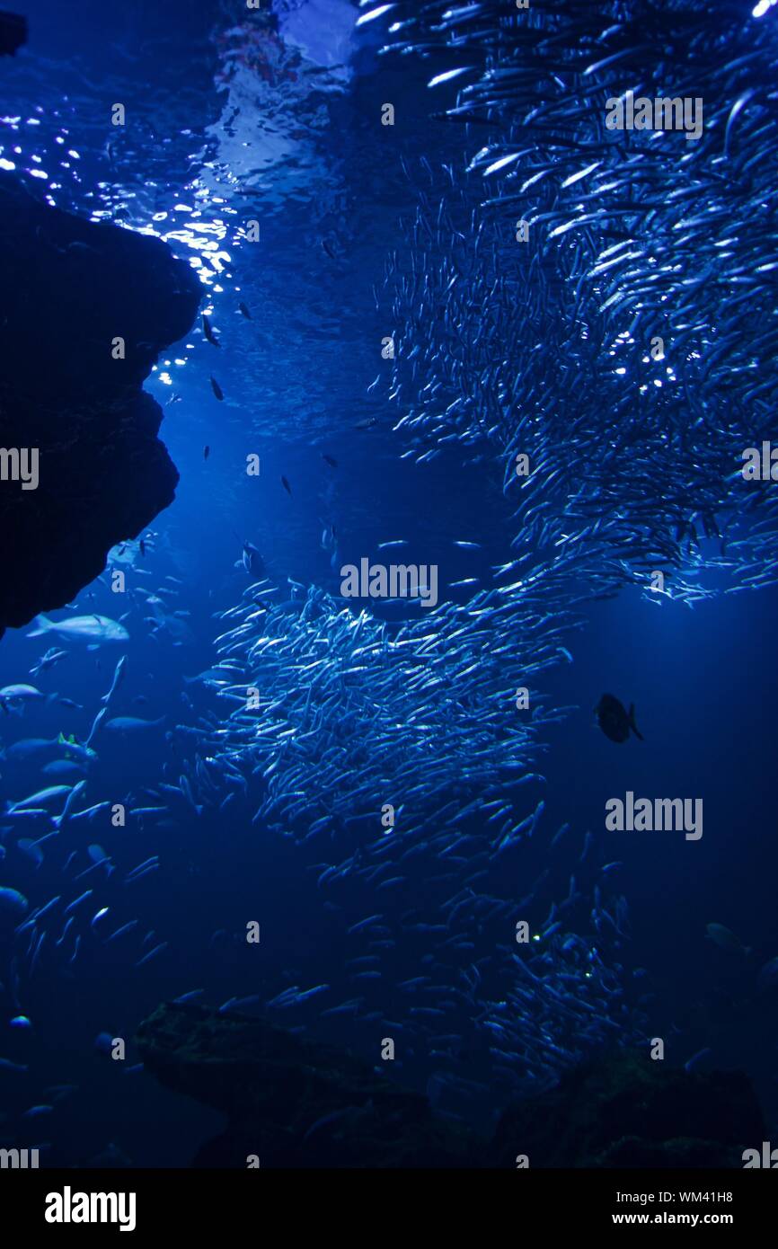 Diver swimming in school fish hi-res stock photography and images - Alamy