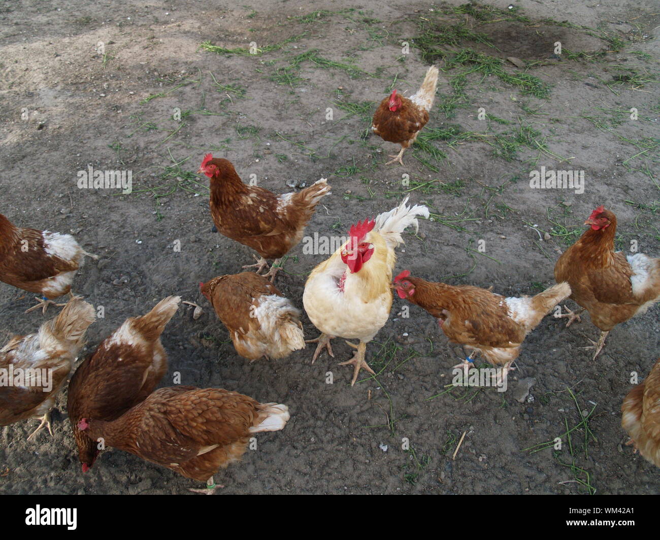 Flock of chickens hi-res stock photography and images - Alamy