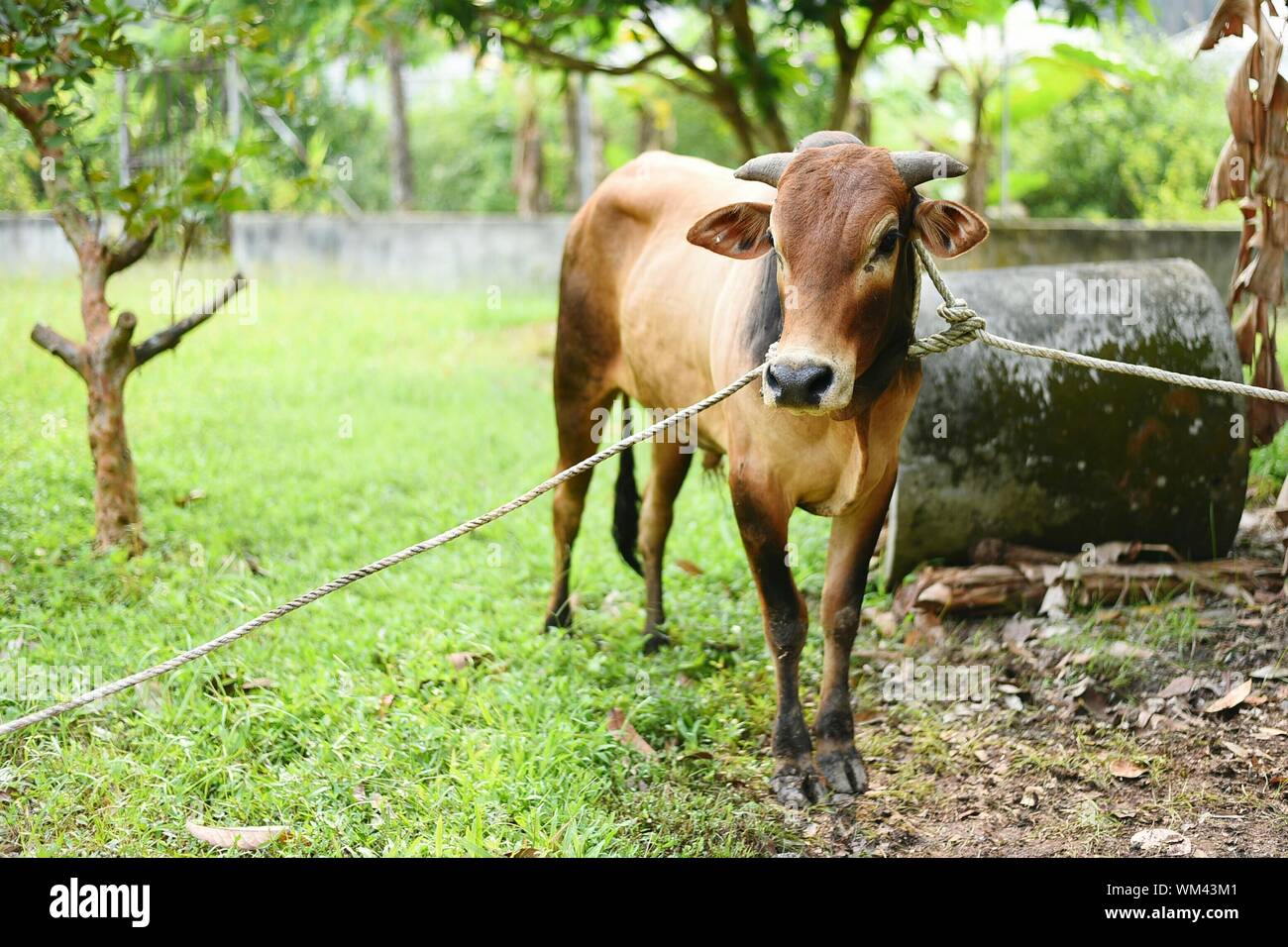 Cow Trapped High Resolution Stock Photography and Images - Alamy