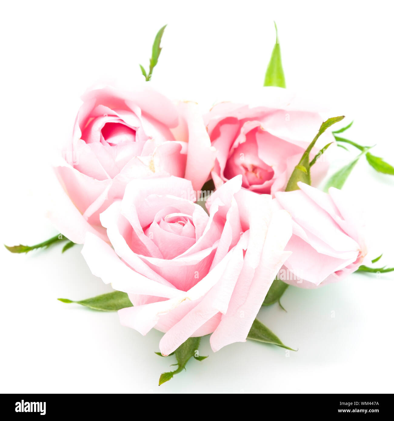 Beautiful pink rose isolated on white background Stock Photo - Alamy