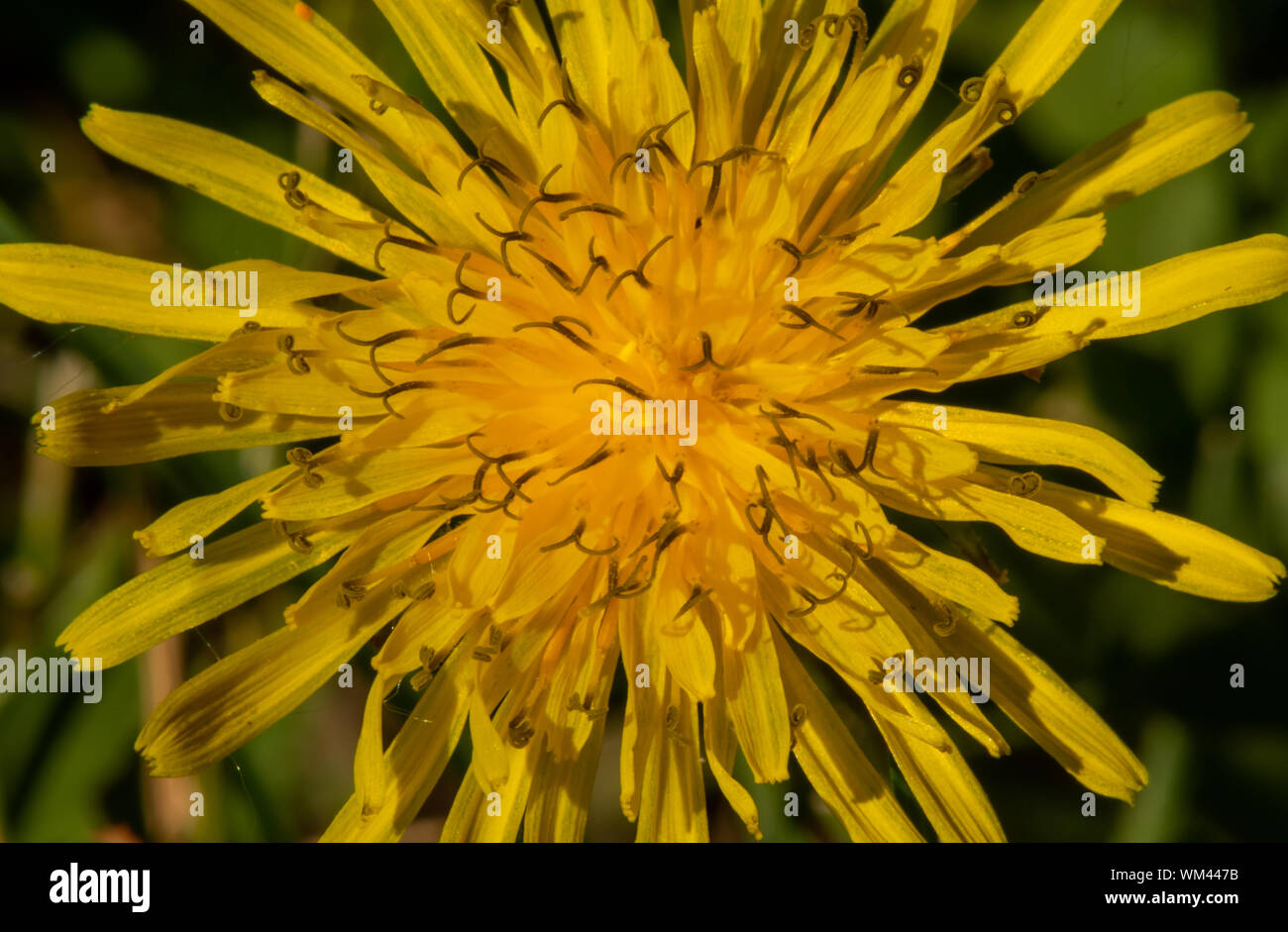 Bursting into flower hi-res stock photography and images - Alamy