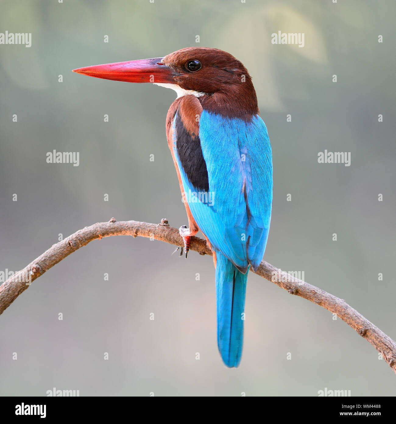 Beautiful Kingfisher bird, White-throated Kingfisher (Halcyon ...