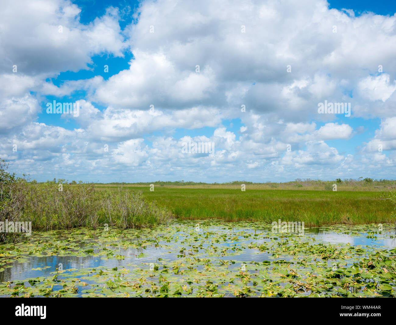 Wetlands in summerWetlands in summer, Everglades, Florida, USA Stock ...