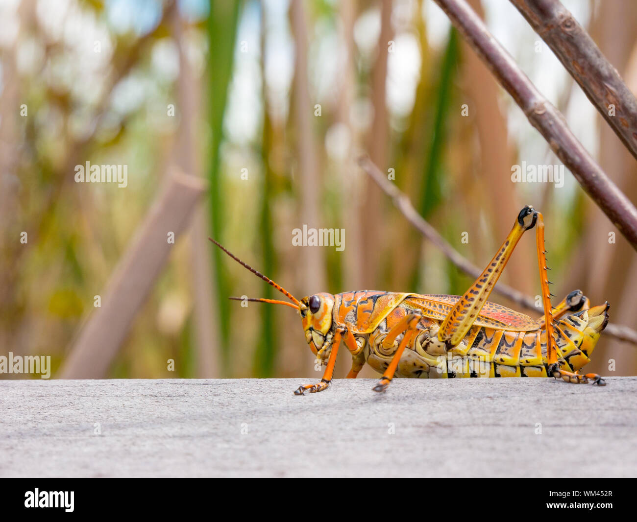 Giant lubber grasshopper hi-res stock photography and images - Alamy