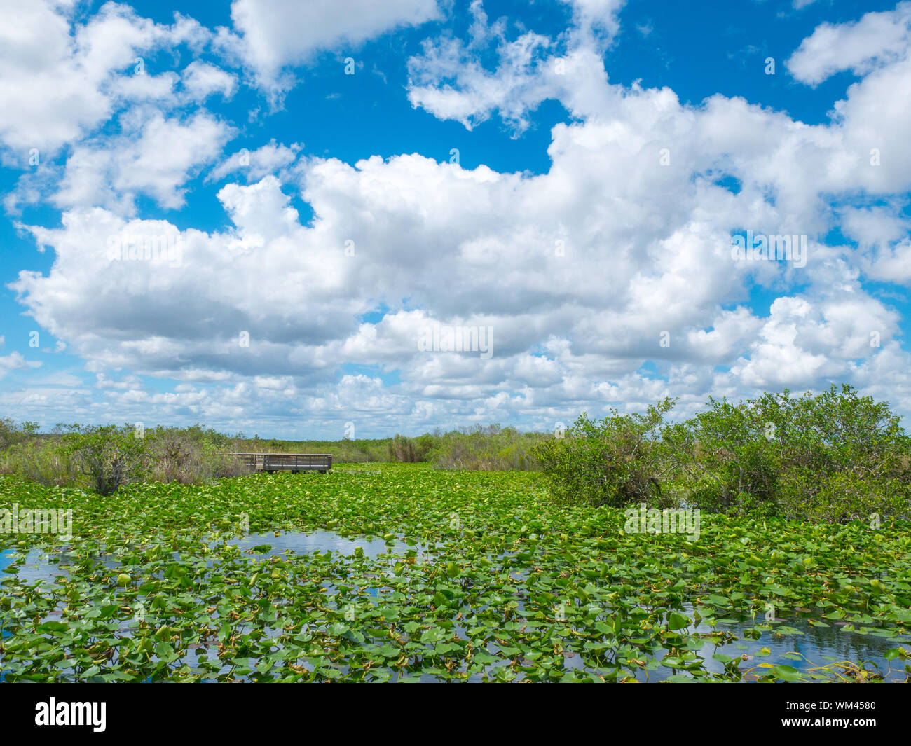 Wetlands in summerWetlands in summer, Everglades, Florida, USA Stock ...