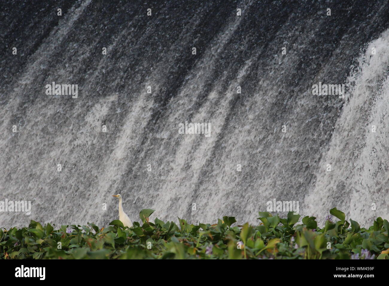 Waterfall bird hi-res stock photography and images - Alamy