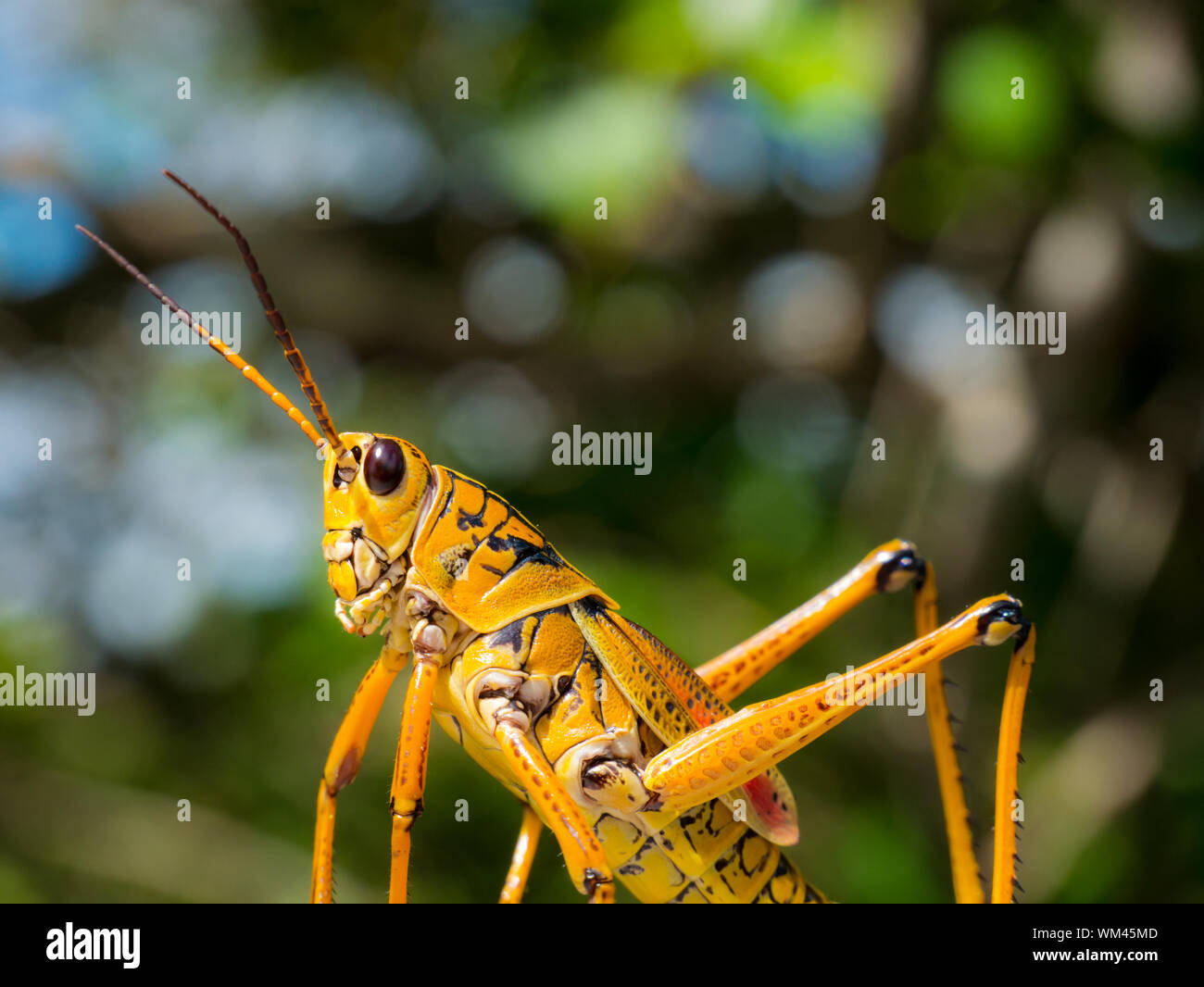 colorful lubber grasshopper clings to grass stalk Stock Photo - Alamy