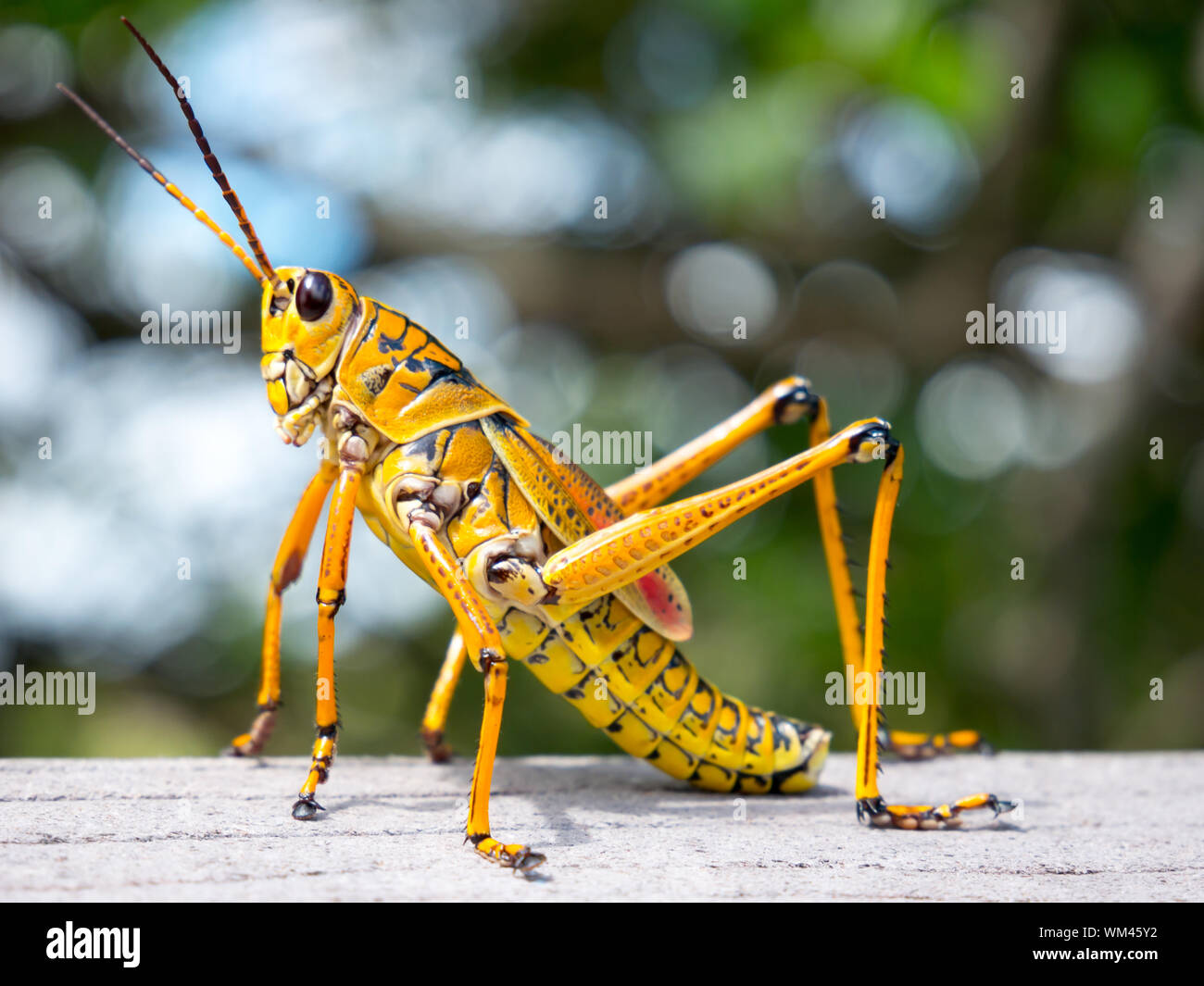 Giant eastern lubber grasshopper hi-res stock photography and images ...