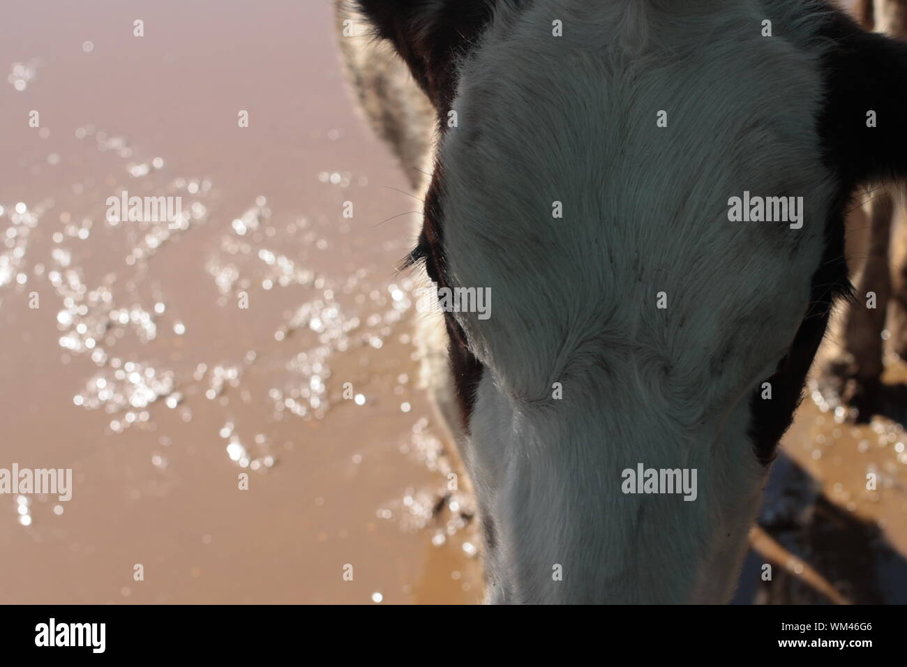 Wet Cow High Resolution Stock Photography and Images - Alamy