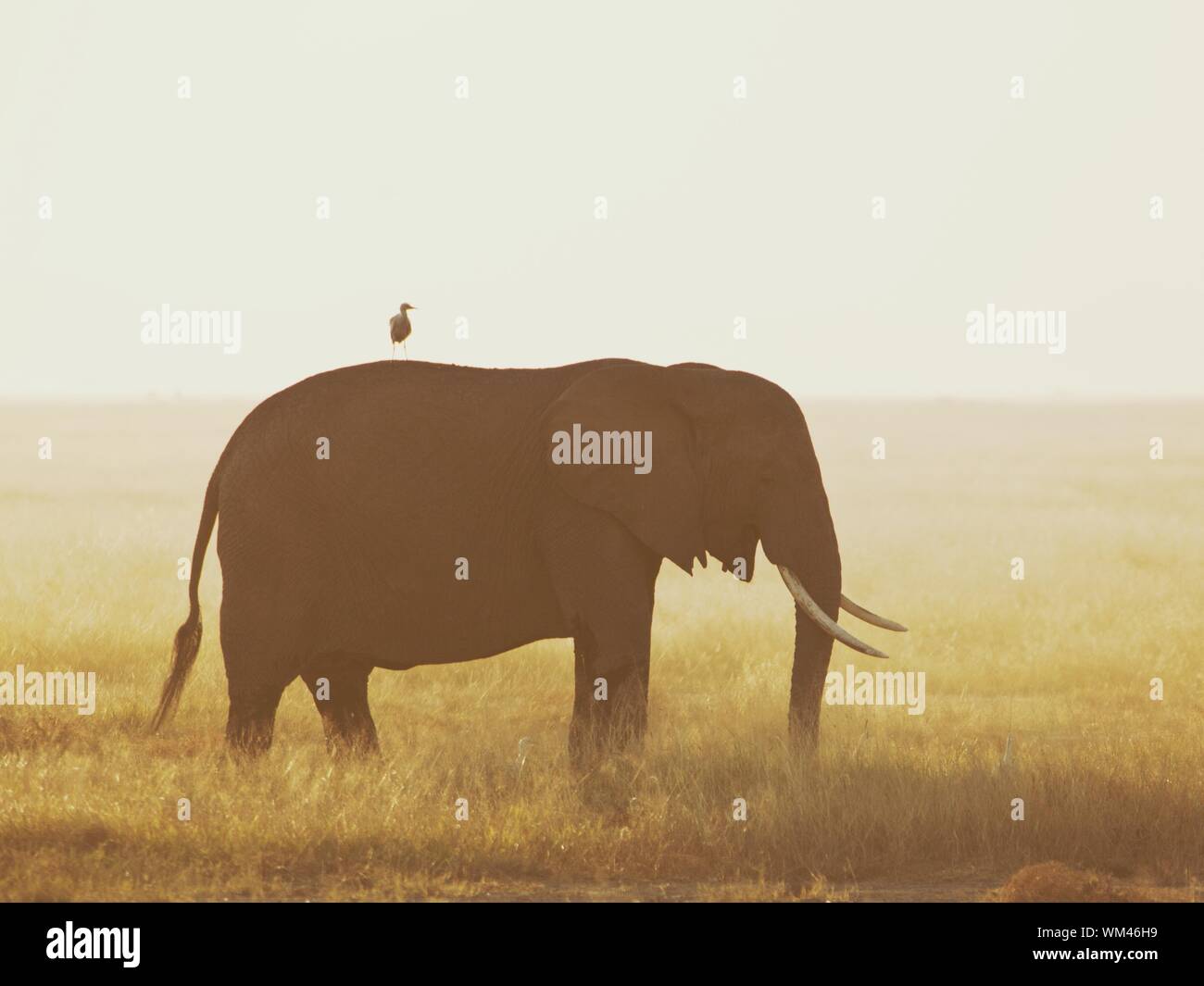 Elephant bird hi-res stock photography and images - Alamy