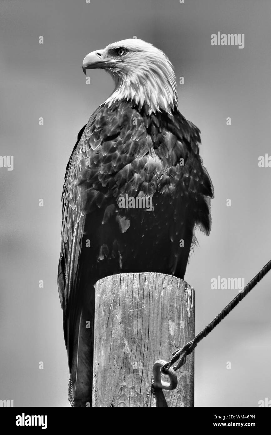 Bald eagle looking at you Black and White Stock Photos & Images - Alamy