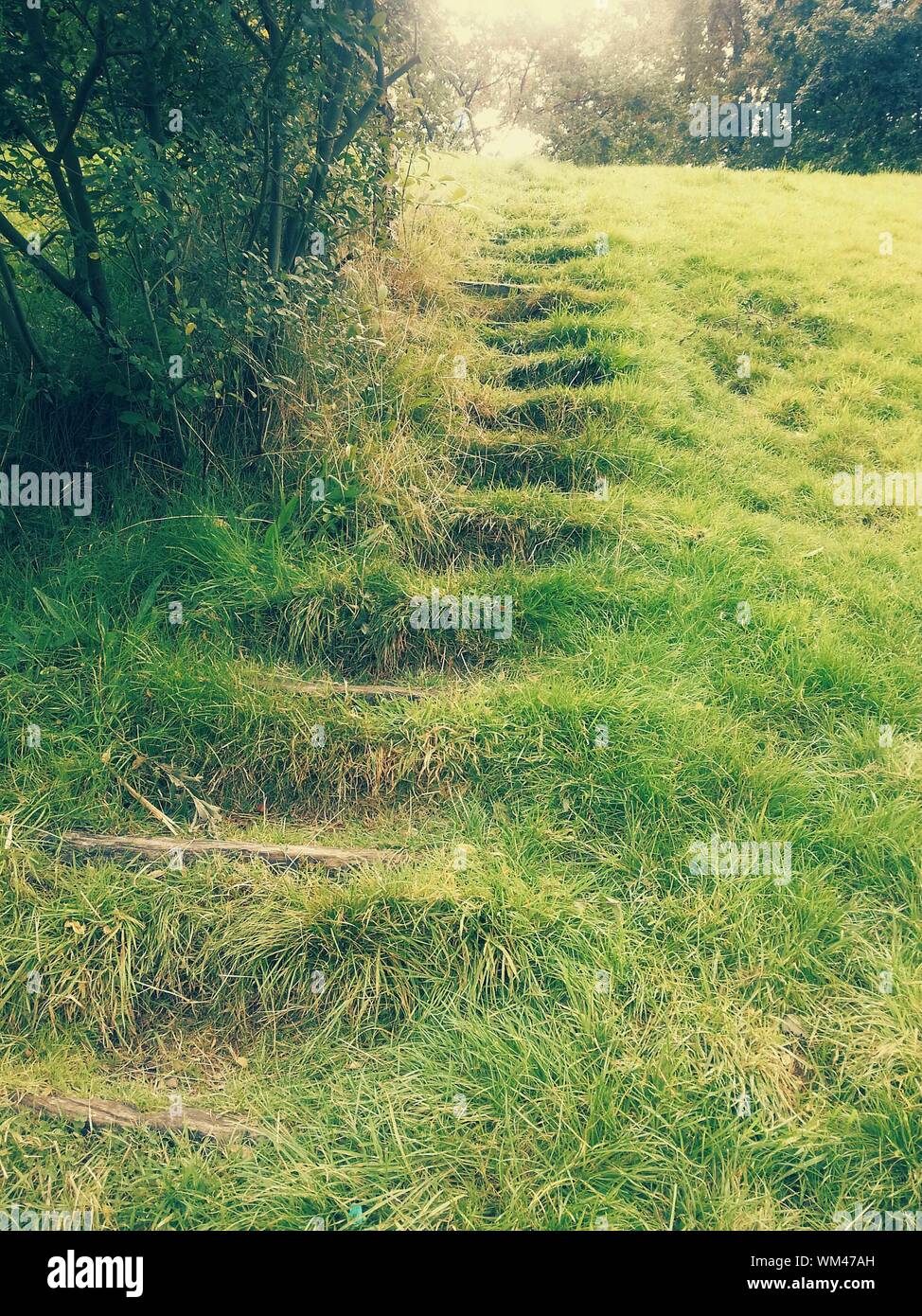 Grass on steps growth hi-res stock photography and images - Alamy