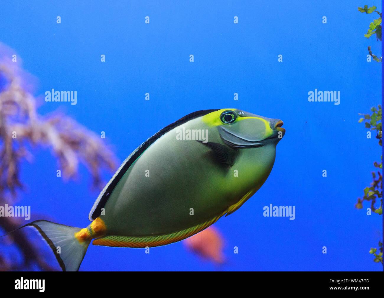 Blue tang fish underwater hi-res stock photography and images - Alamy