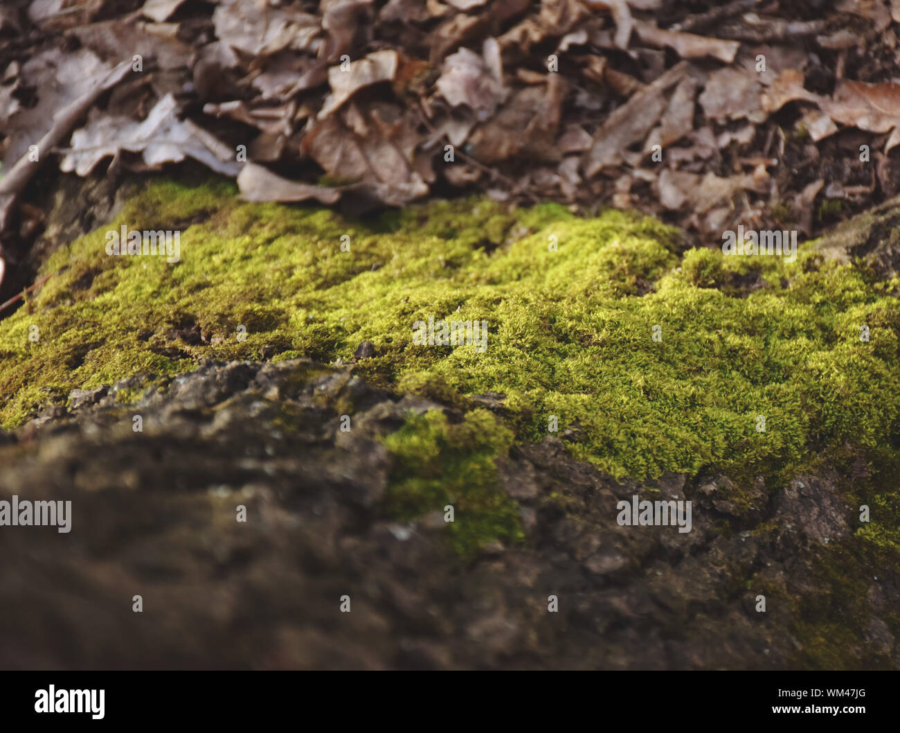 Above trunk hi-res stock photography and images - Alamy