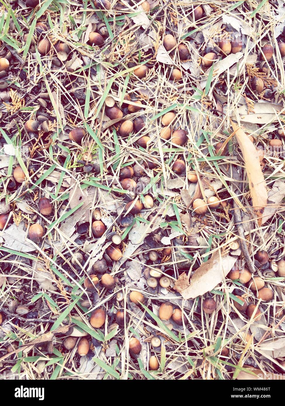 Fallen acorns on grass hi-res stock photography and images - Alamy