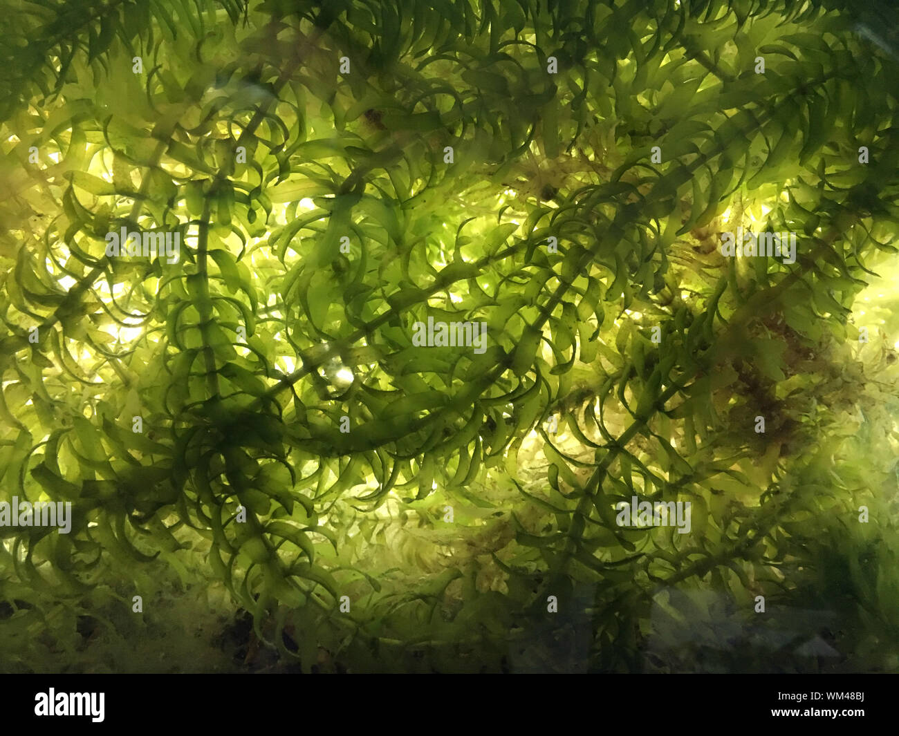 Algae in water hi-res stock photography and images - Alamy