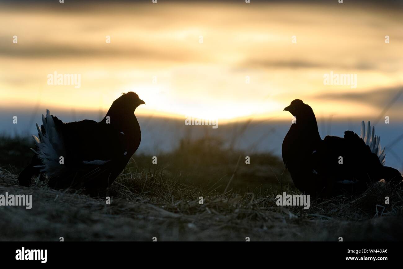 Silhouette of Lekking Black Grouse ( Lyrurus tetrix) against the dawn ...