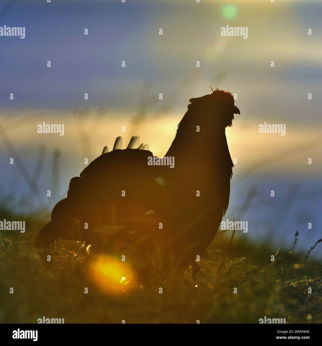 Silhouette of Lekking Black Grouse ( Lyrurus tetrix) against the dawn ...