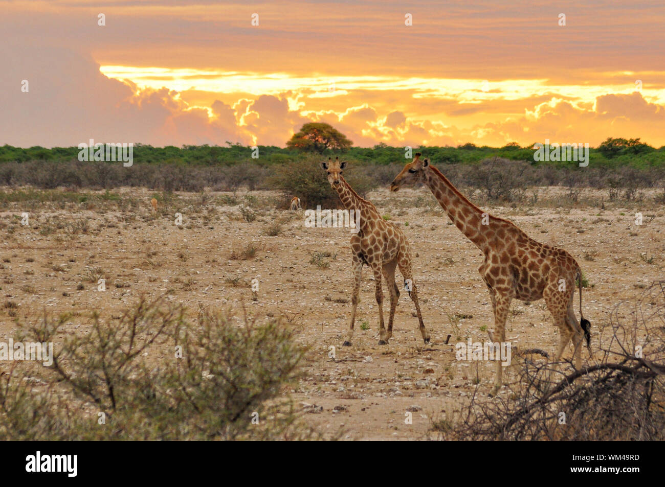 Desert giraffe hi-res stock photography and images - Alamy