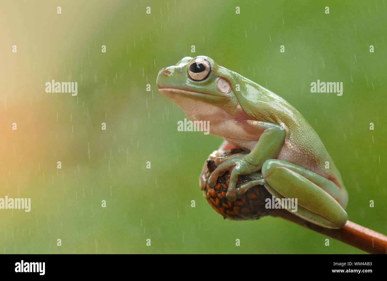 Frog in rain hi-res stock photography and images - Alamy
