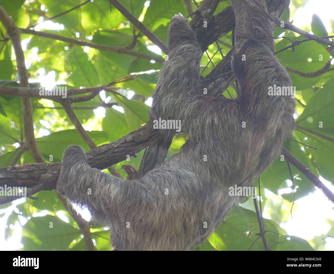 Sloth climbing hi-res stock photography and images - Alamy