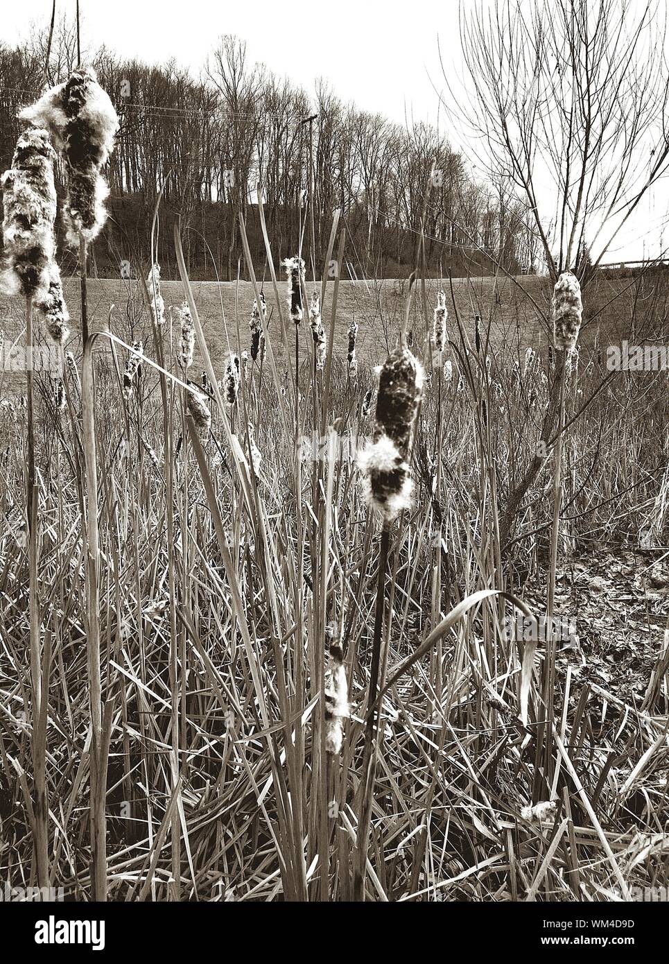 Cattail On Field Stock Photo - Alamy