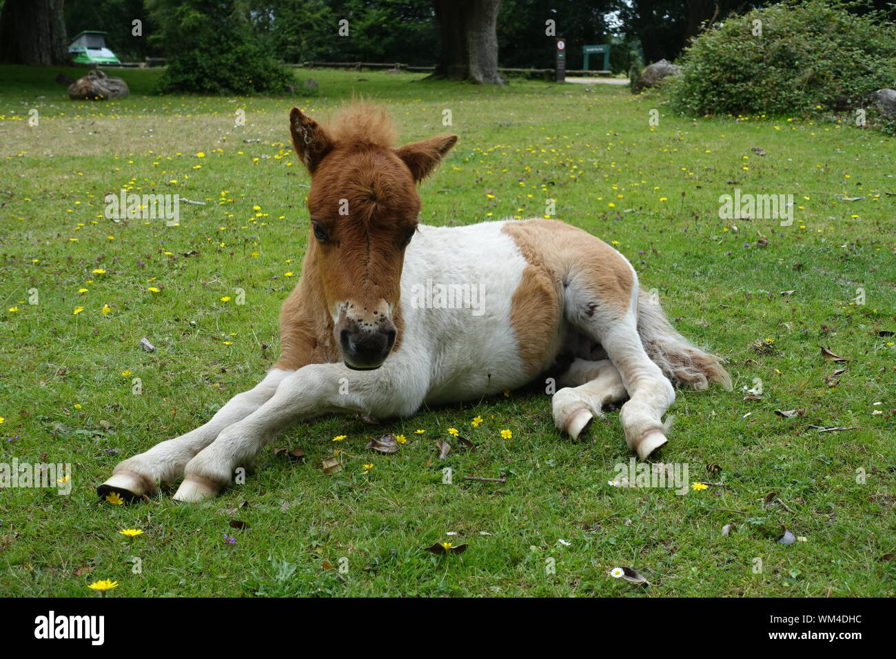 Foal sitting hi-res stock photography and images - Alamy