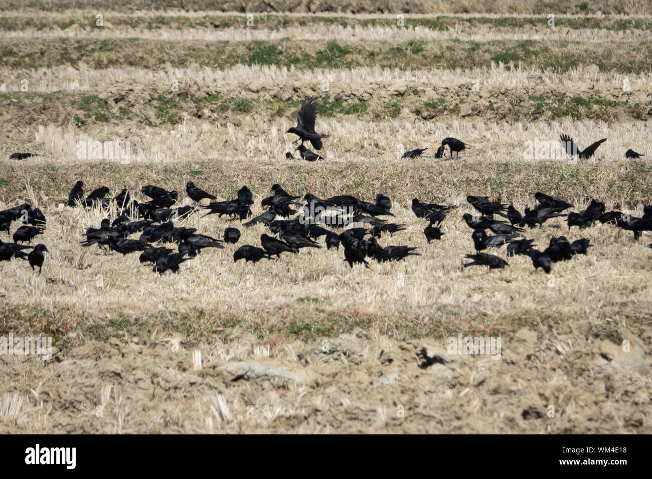 Large crows hi-res stock photography and images - Alamy