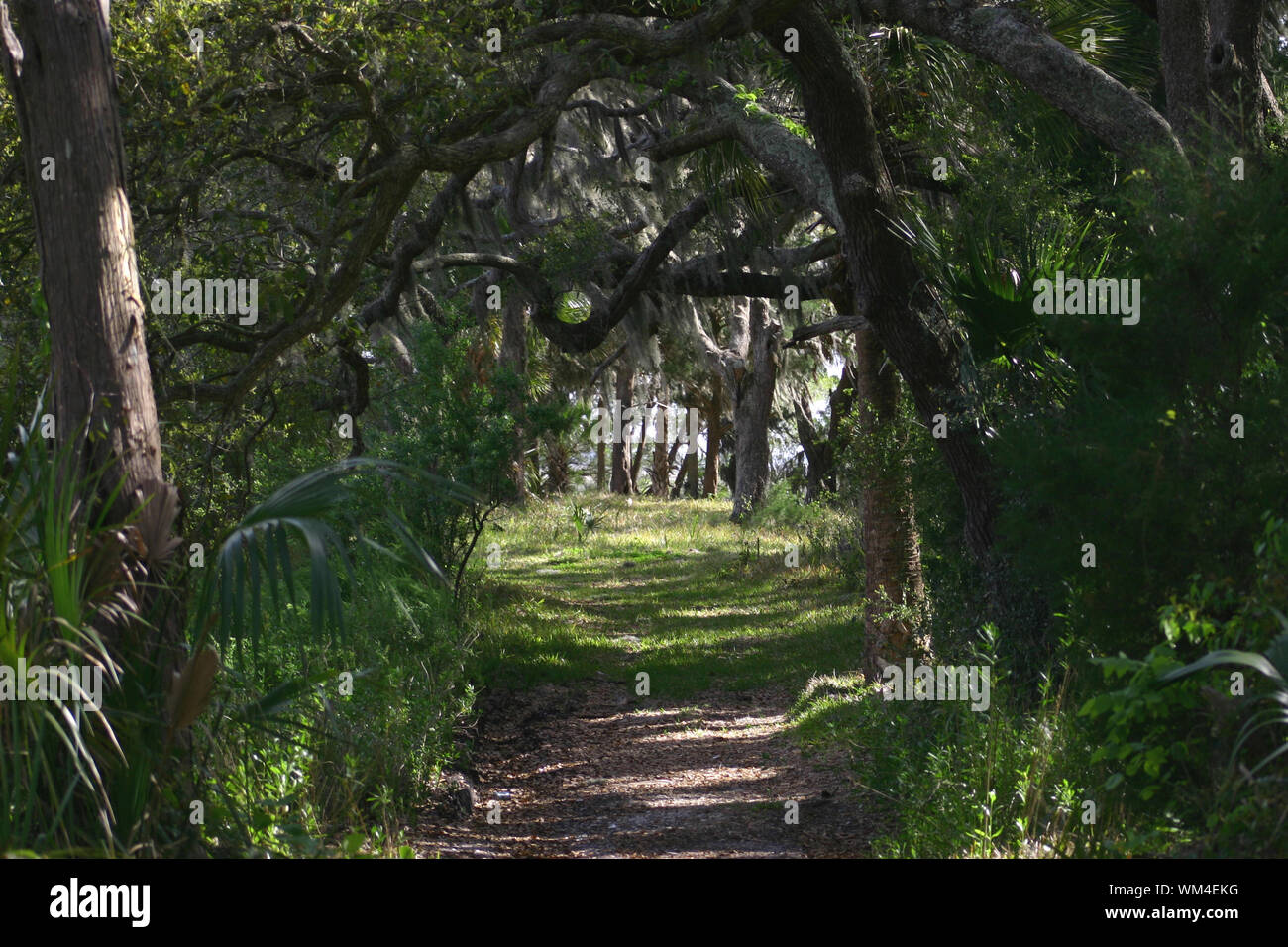 Jacksonville trees hi-res stock photography and images - Alamy