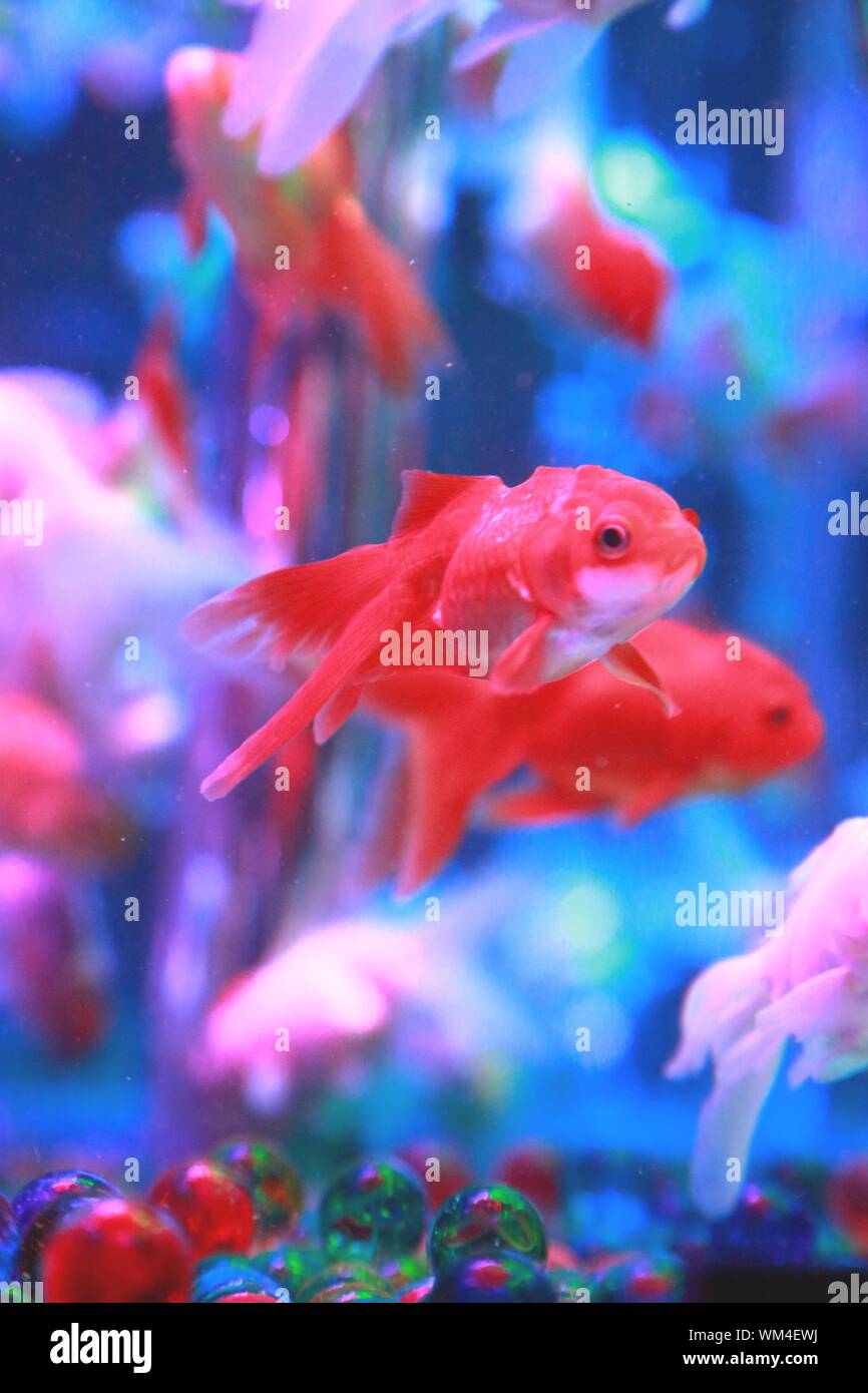 Gold Fishes High Resolution Stock Photography and Images - Alamy