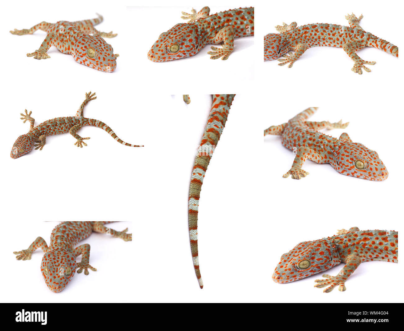 Image of lizard hi-res stock photography and images - Alamy