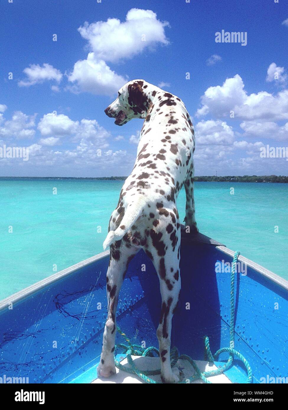 Adult dalmatian dog in nature hi-res stock photography and images - Alamy